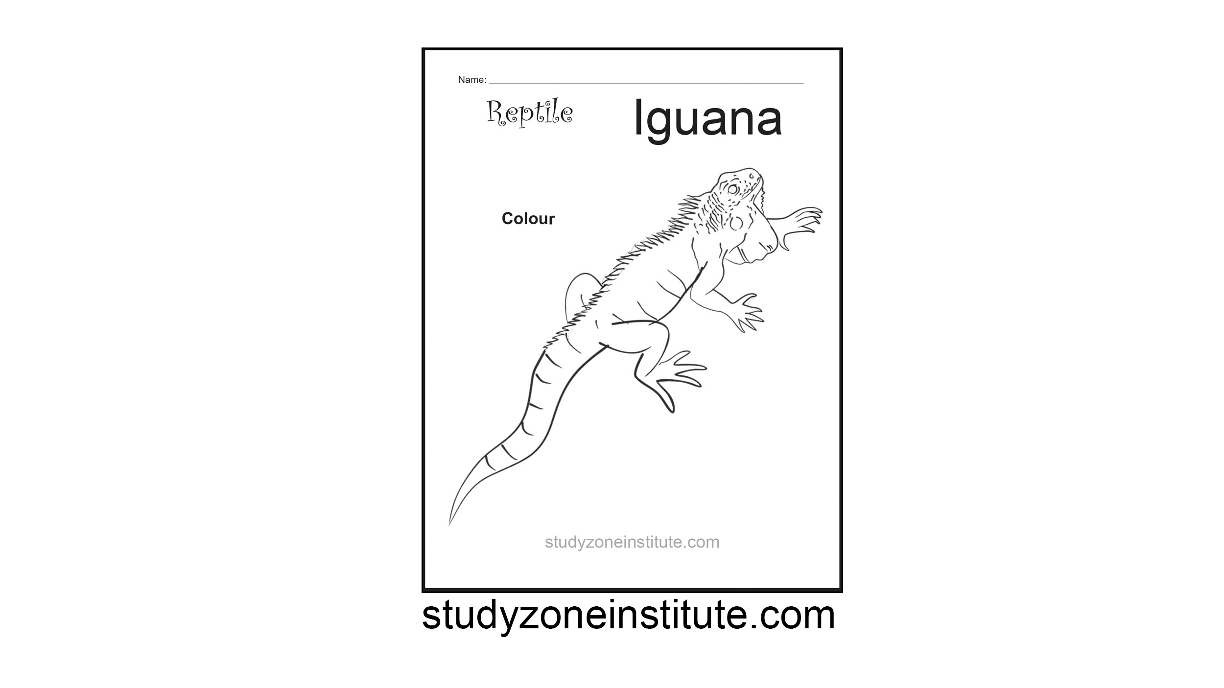 Iguana the reptile: Download FREE worksheet on this animal group - Study Zone Institute