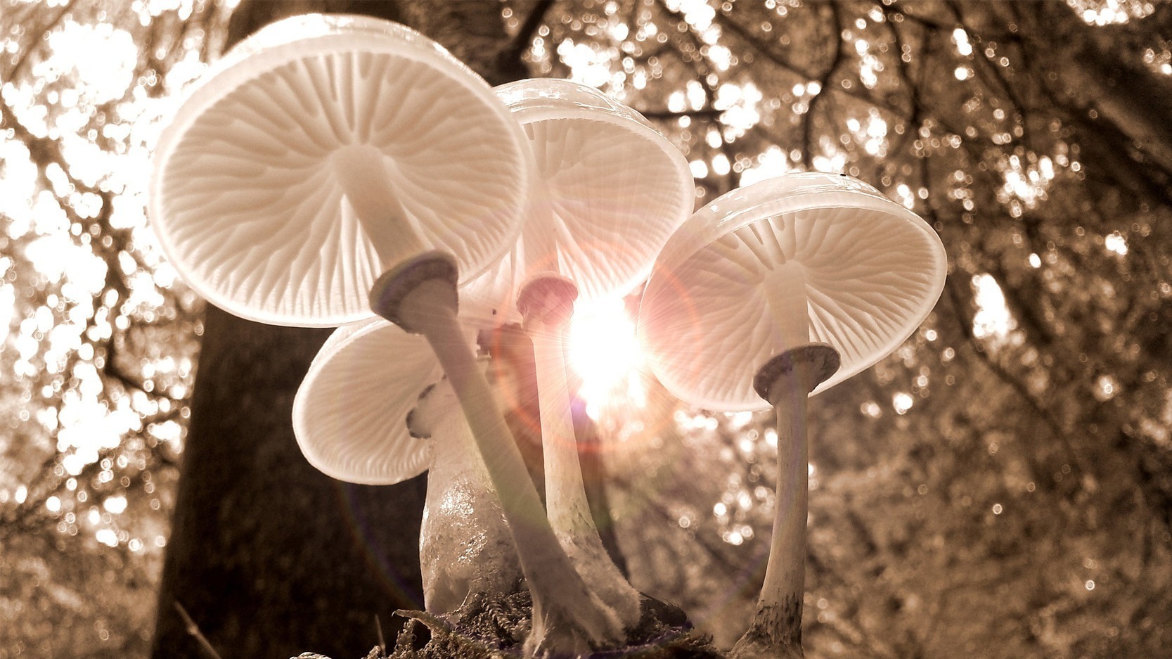 Exploring life's diversity: A look at major groups of organisms - Study Zone Institute