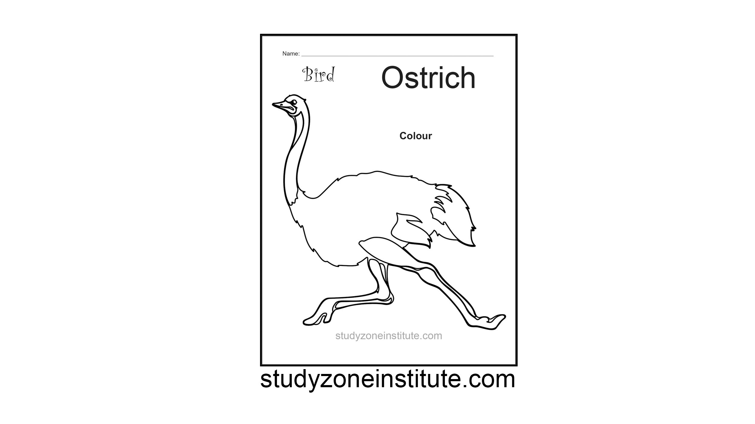 Ostrich the bird: Download FREE worksheet on this animal group - Study ...