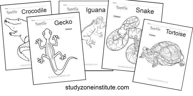 Reptile worksheets: Download FREE activities - Study Zone Institute